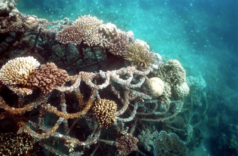 Biorock, regenerating marine ecosystems & beaches