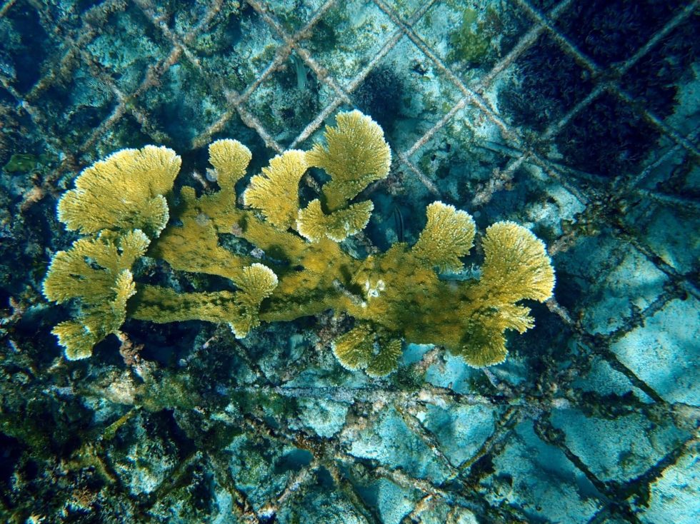 Biorock, regenerating marine ecosystems & beaches